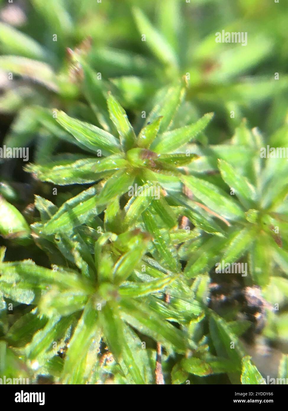 lesser smoothcap (Atrichum angustatum Stock Photo - Alamy