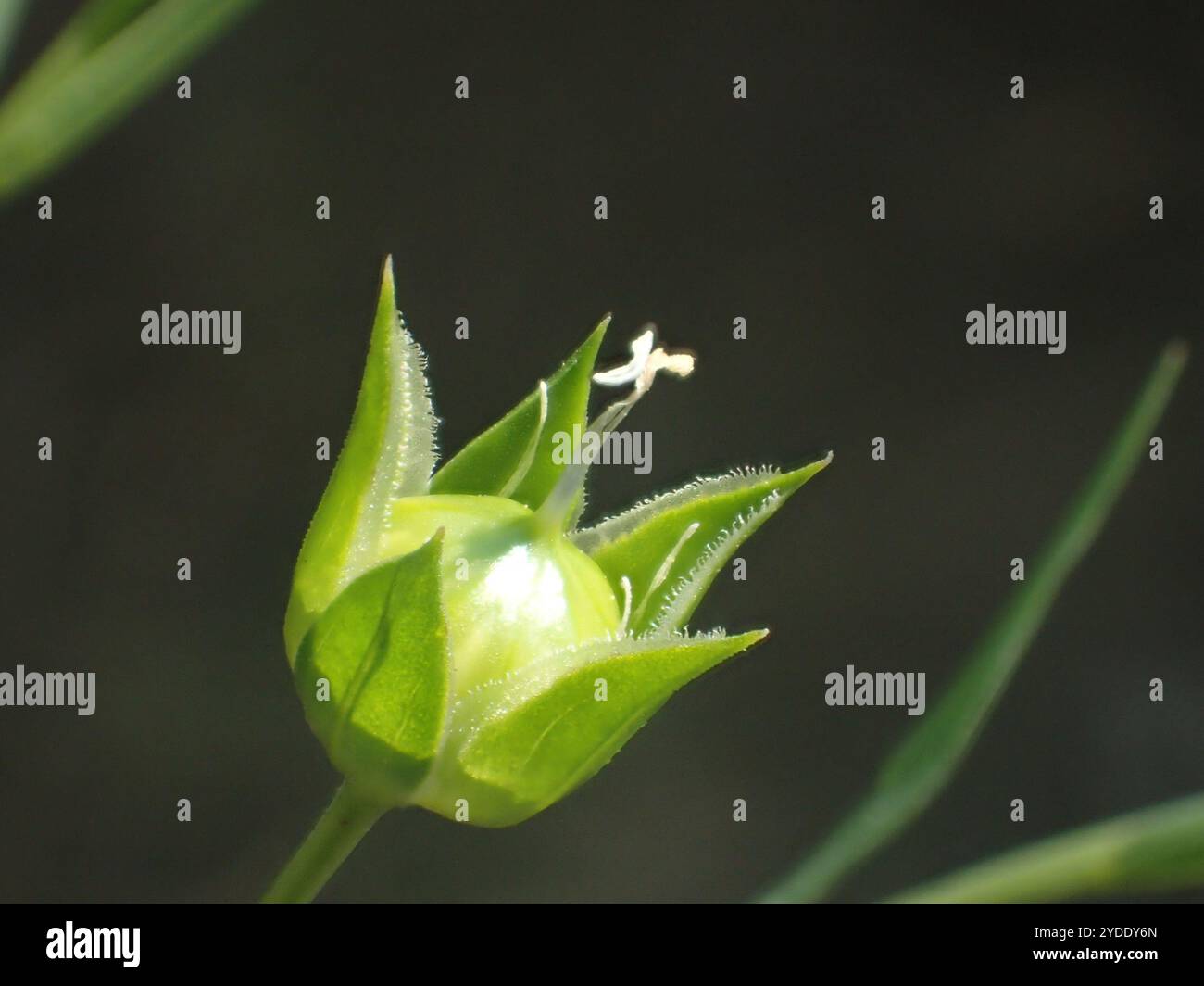 common flax (Linum usitatissimum Stock Photo - Alamy