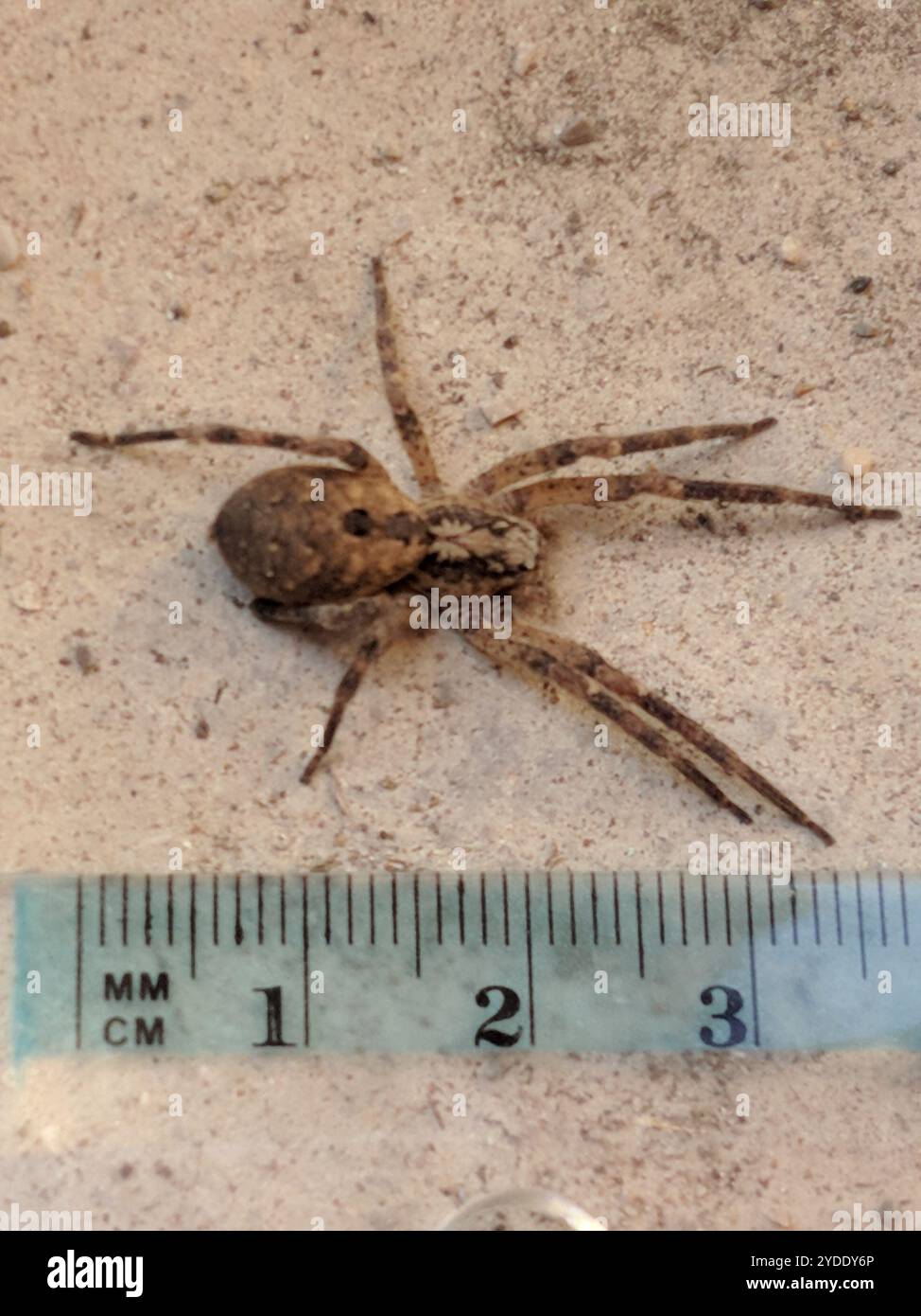 Mediterranean Spiny False Wolf Spider (Zoropsis spinimana Stock Photo ...