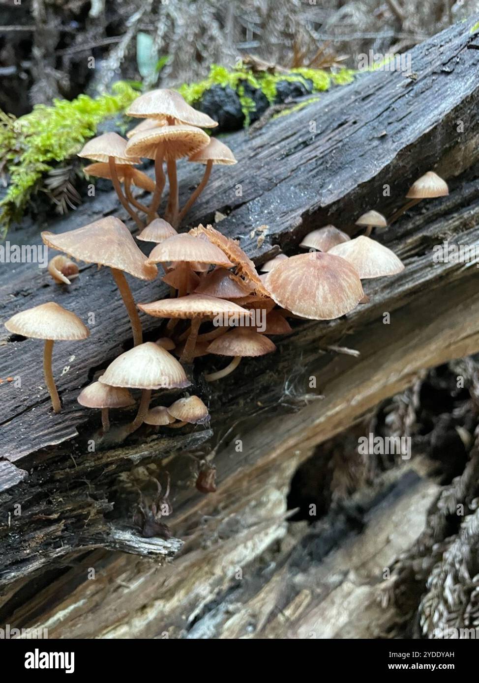 common bonnet (Mycena galericulata Stock Photo - Alamy