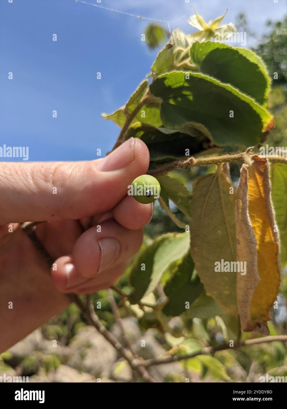 calabur tree (Muntingia calabura Stock Photo - Alamy