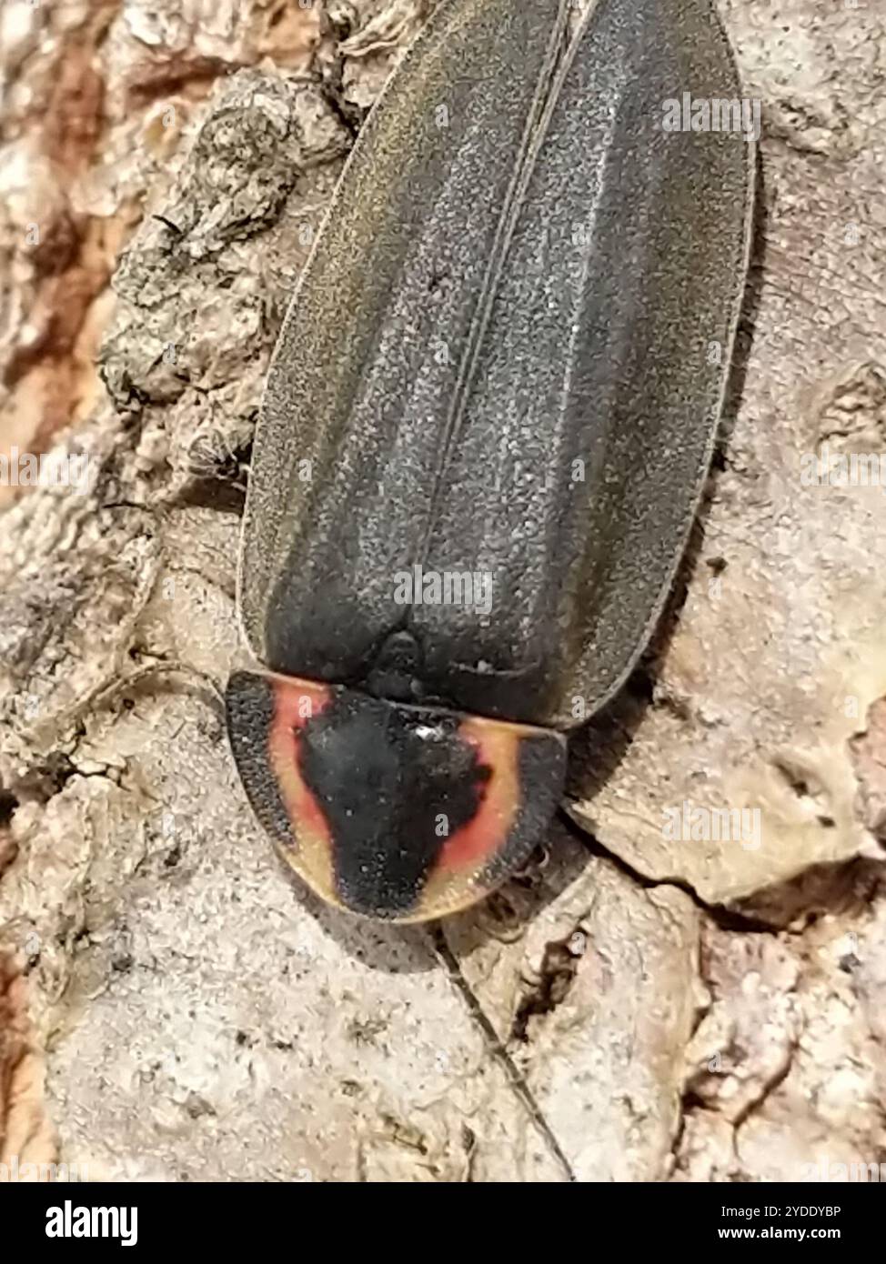 Winter Firefly (Ellychnia corrusca Stock Photo - Alamy