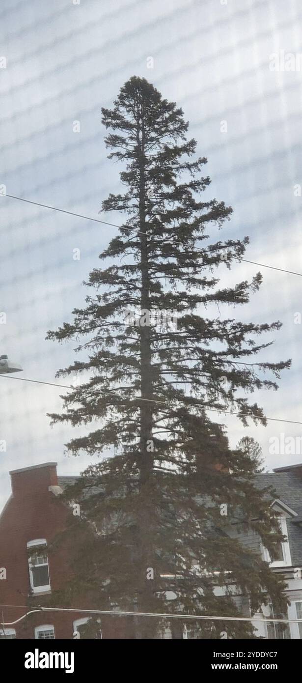 pines, spruces, larches, and allies (Pinoideae Stock Photo - Alamy