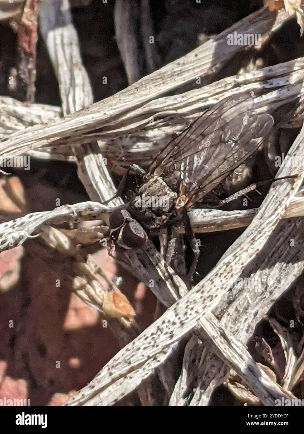 Root-maggot Flies (Anthomyiidae Stock Photo - Alamy