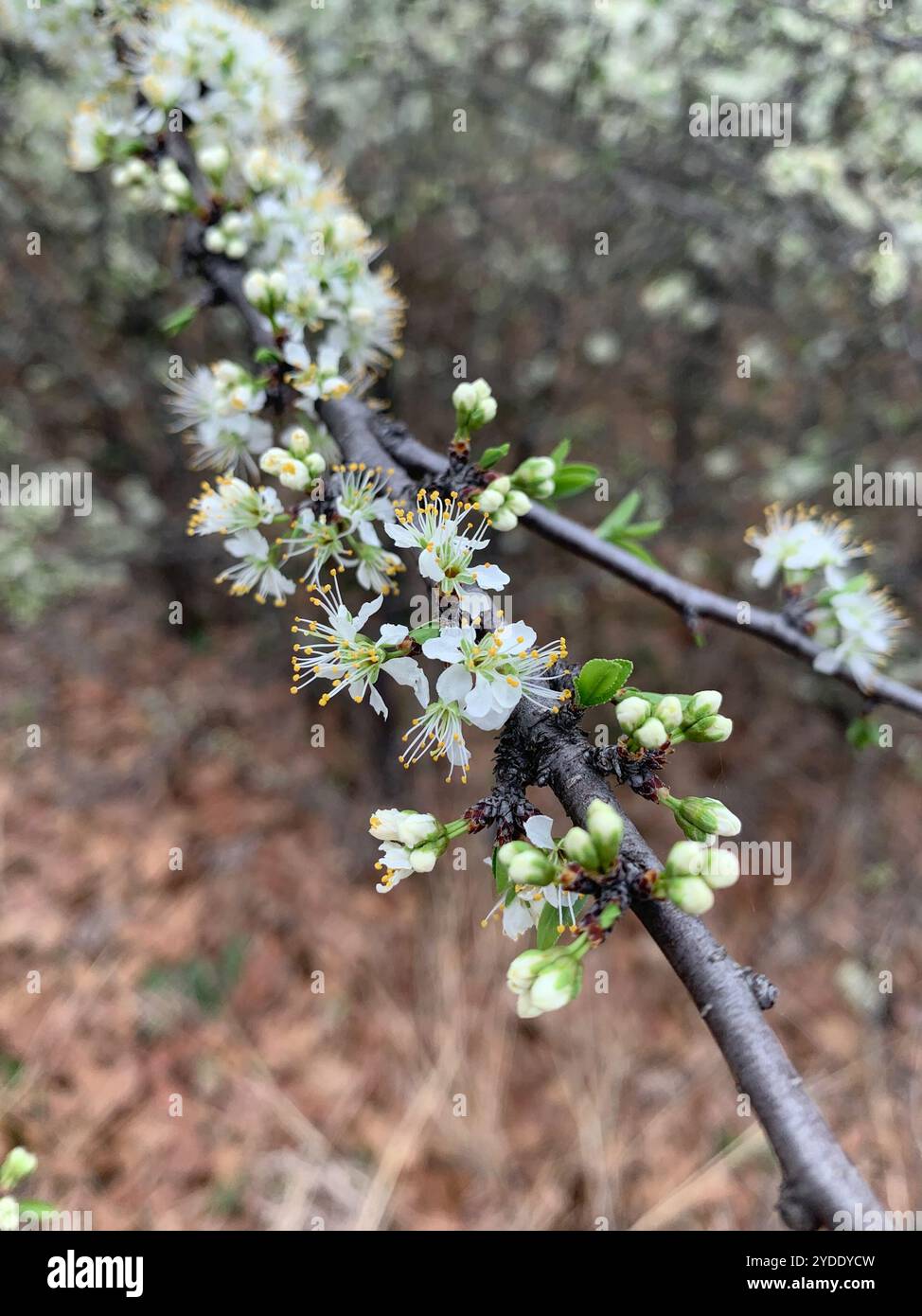 Chickasaw plum (Prunus angustifolia Stock Photo - Alamy