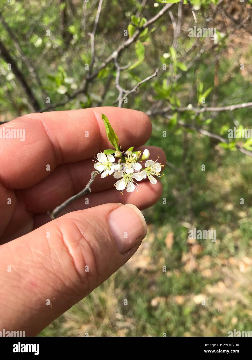 Creek plum (Prunus rivularis Stock Photo - Alamy