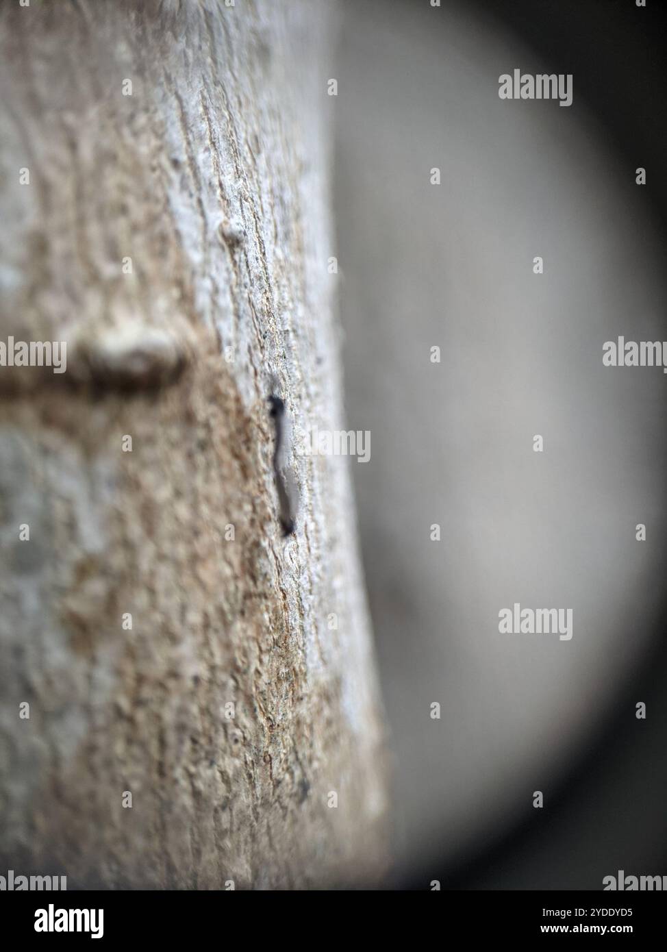 Winter Midges (Diamesa Stock Photo - Alamy