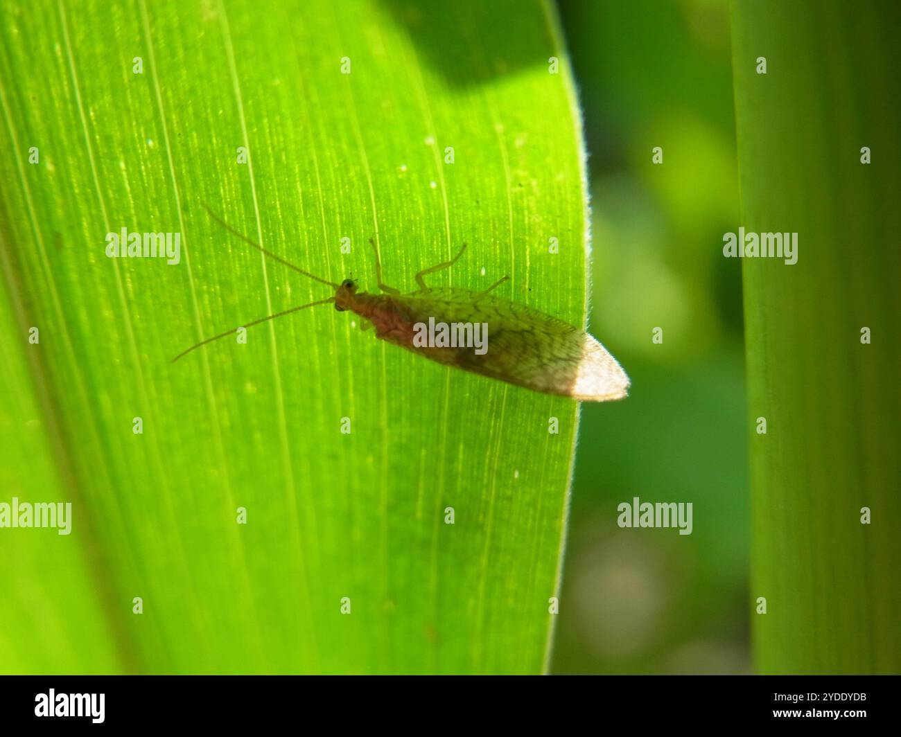 Micromus hi-res stock photography and images - Alamy