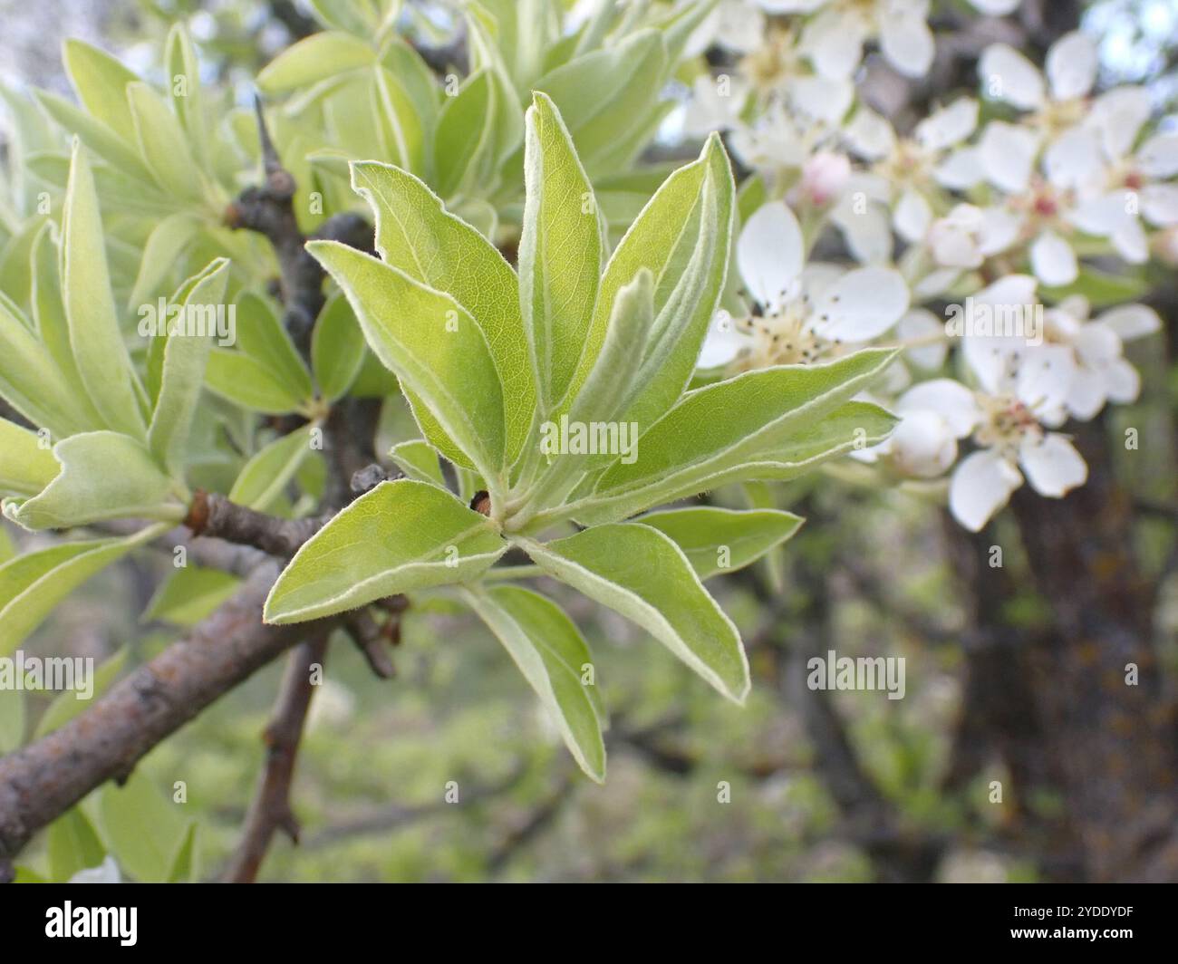 Almond-leaved pear (Pyrus spinosa Stock Photo - Alamy