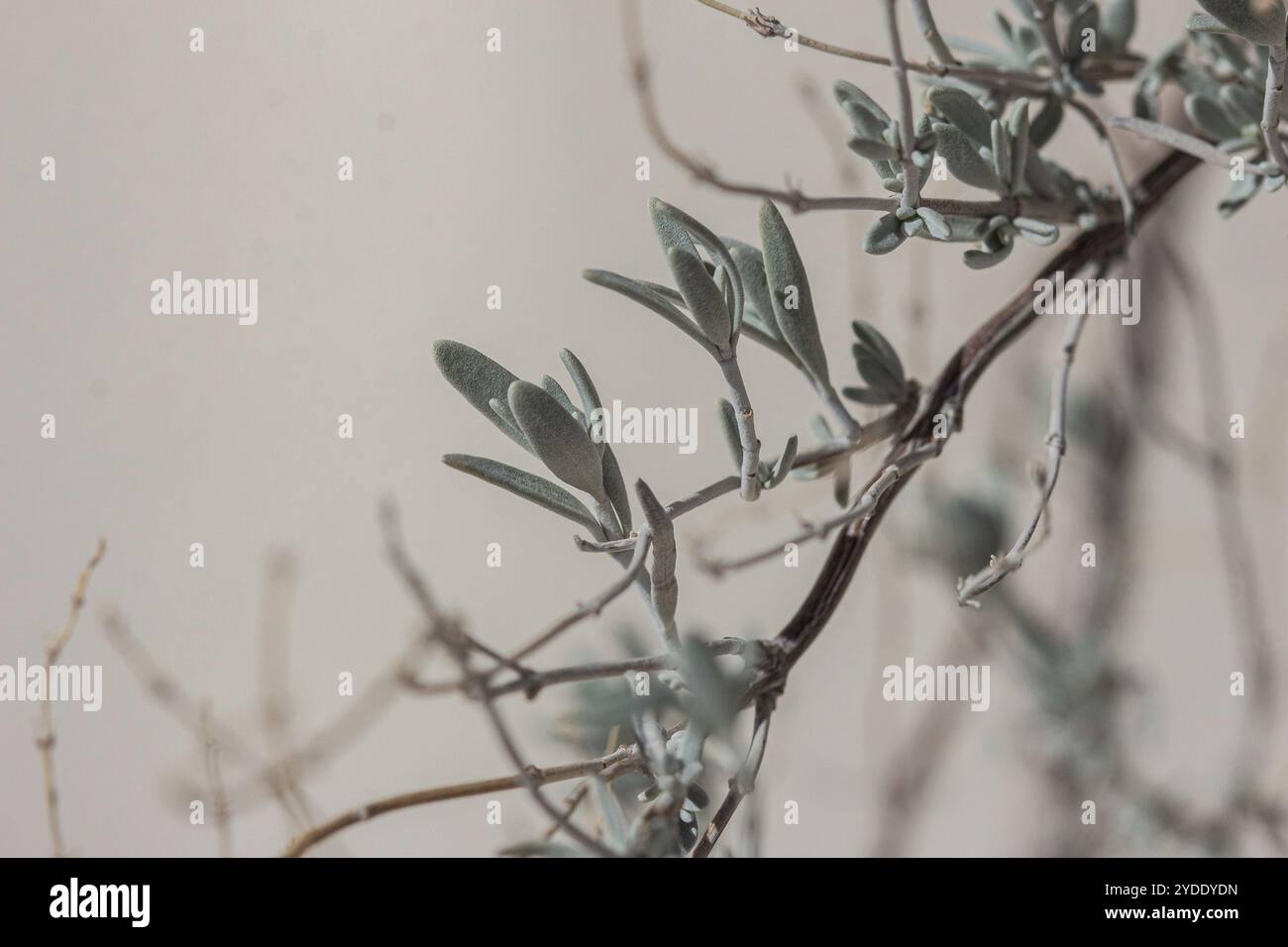 Frosted Mint (Poliomintha incana Stock Photo - Alamy