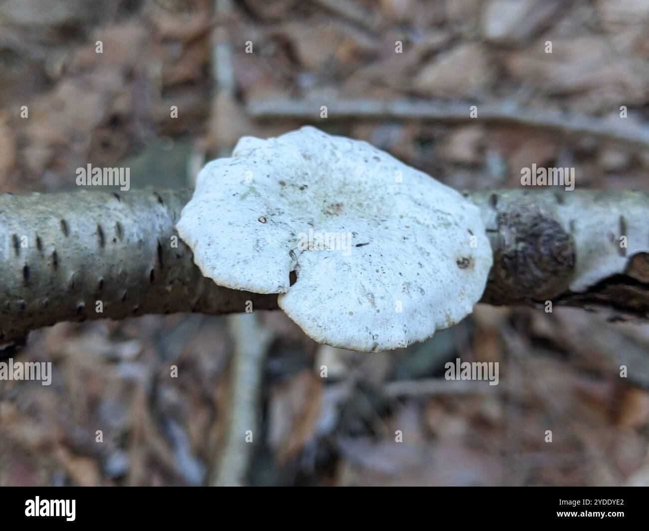 Elegant Polypore (Cerioporus varius Stock Photo - Alamy