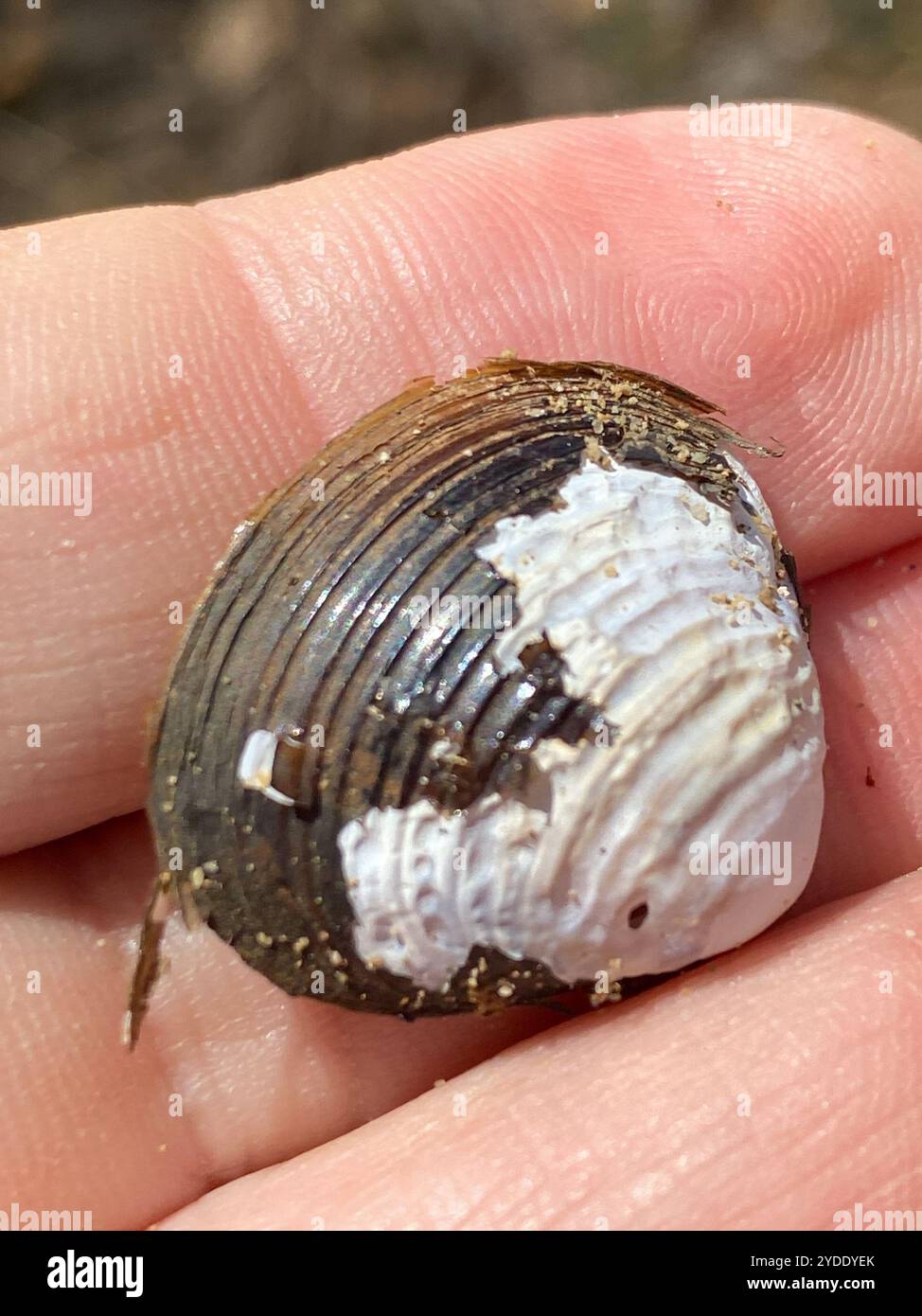 Asian Clam (Corbicula fluminea Stock Photo - Alamy
