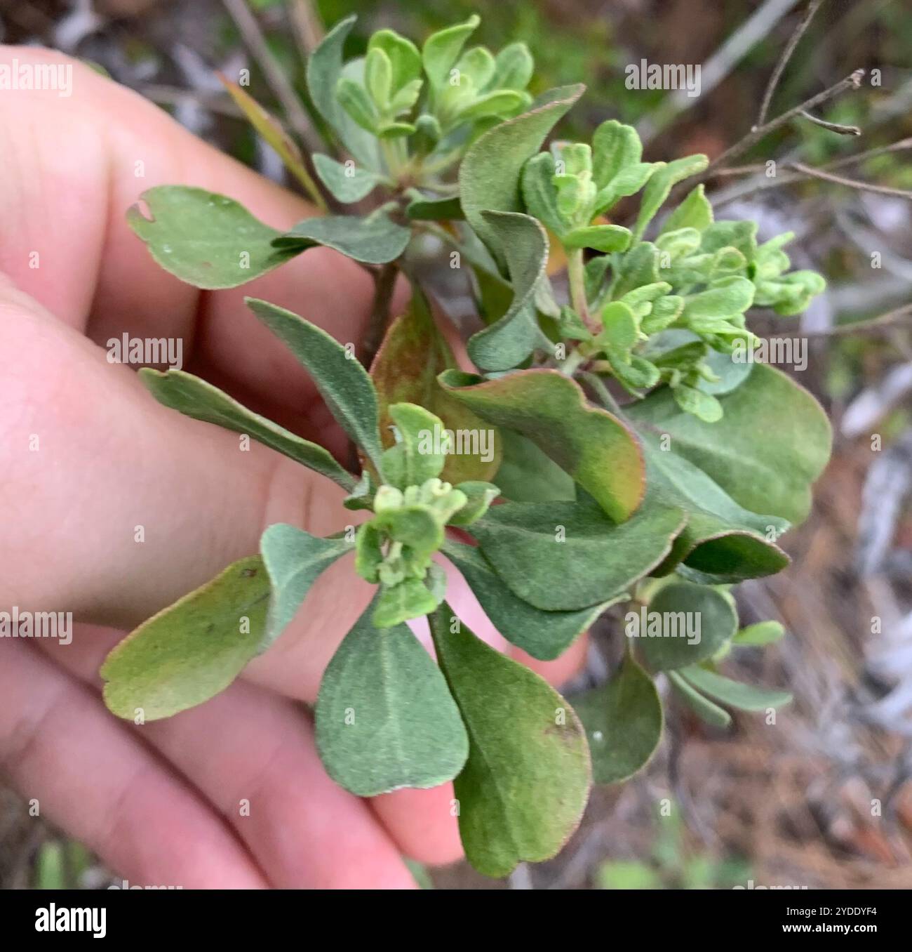 Garberia heterophylla hi-res stock photography and images - Alamy