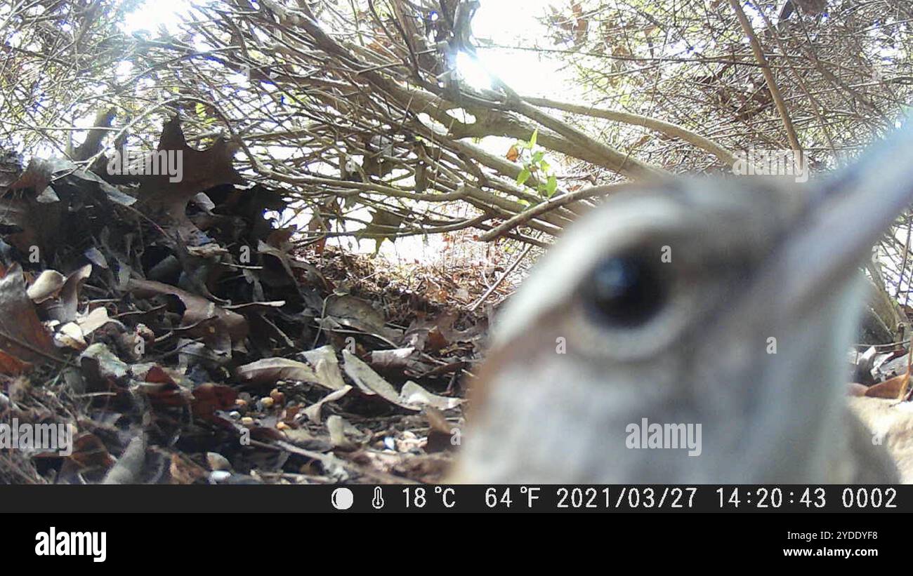 Carolina Wren (Thryothorus ludovicianus Stock Photo - Alamy