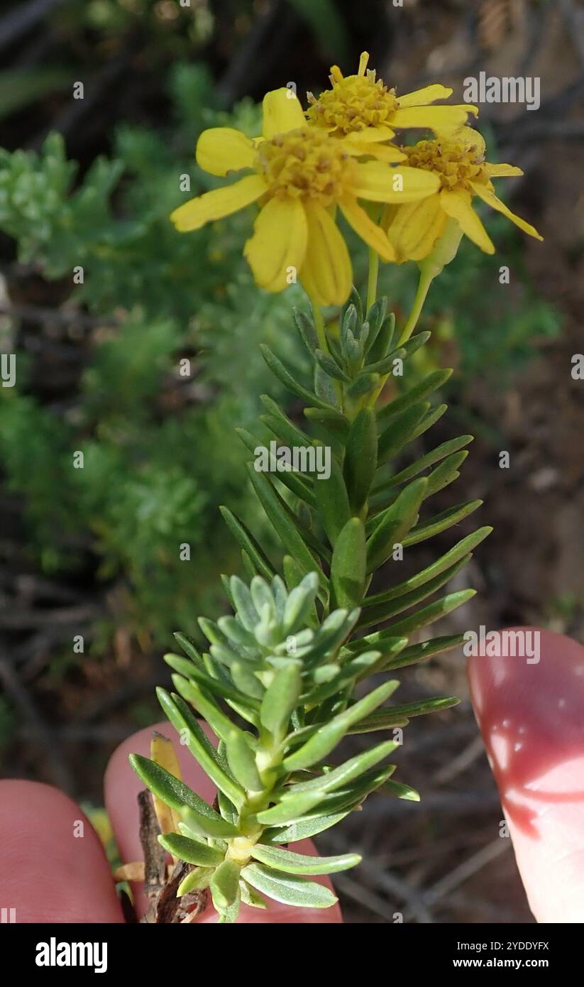 Mt Currie True-Eye (Euryops tysonii Stock Photo - Alamy