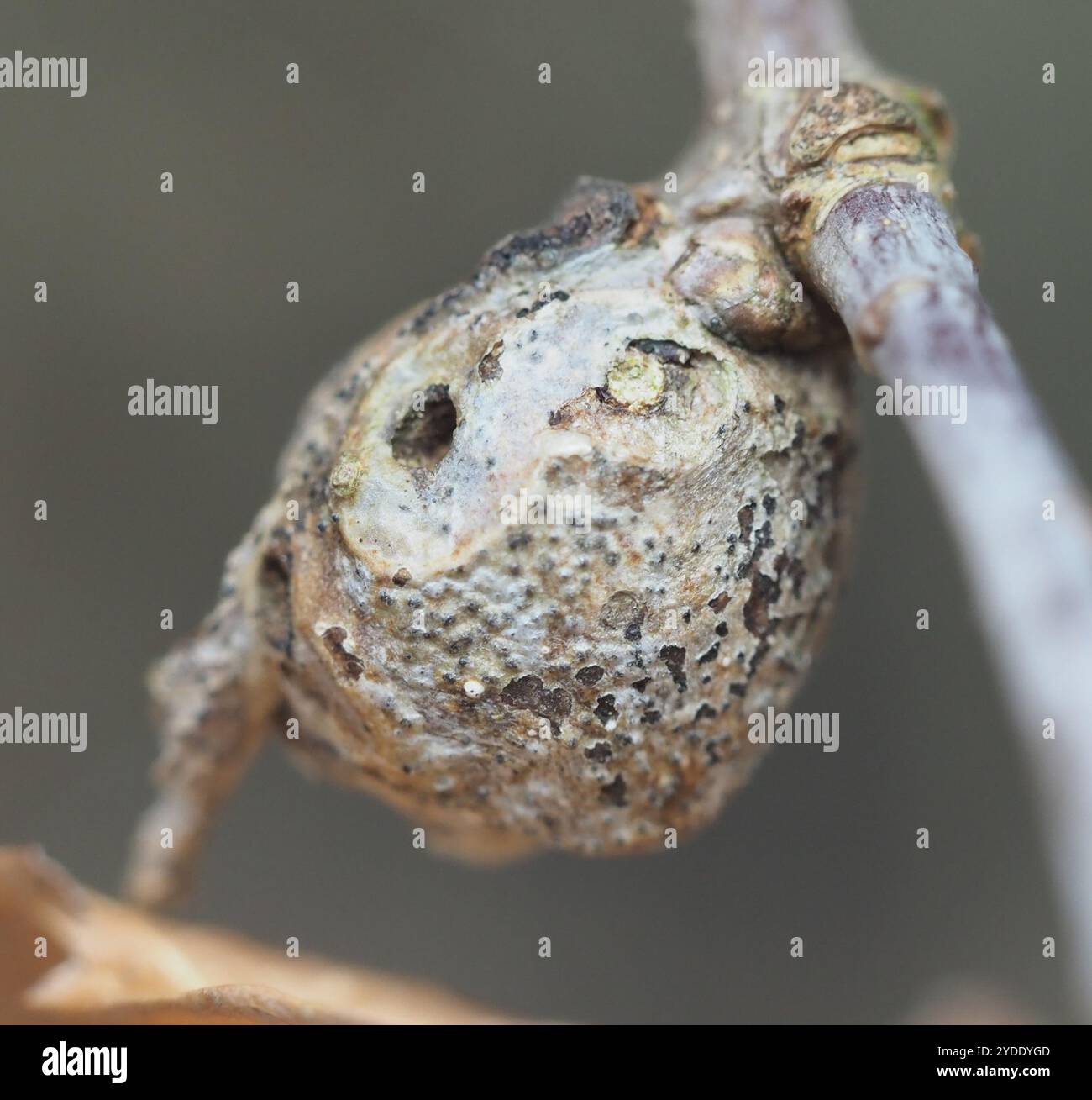 Oak Petiole Gall Wasp (Andricus quercuspetiolicola Stock Photo - Alamy