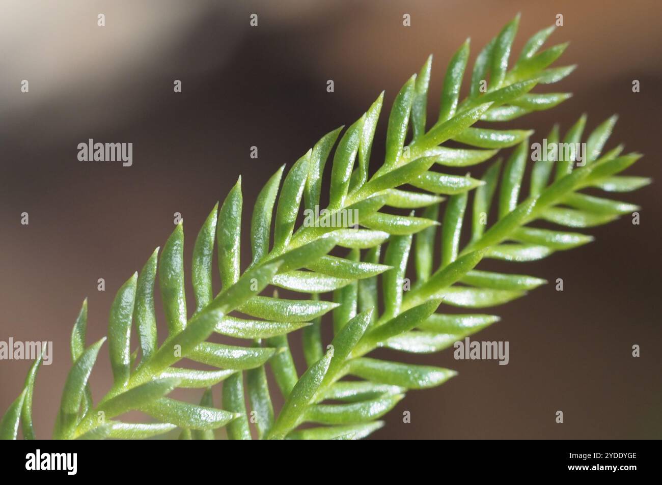 flat-branched tree-clubmoss (Dendrolycopodium obscurum Stock Photo - Alamy