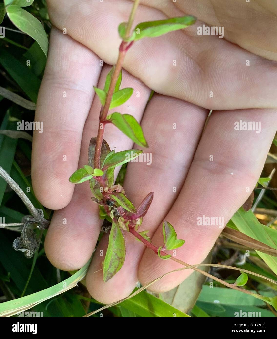 Oppositeleaf Spotflower (Acmella repens Stock Photo - Alamy