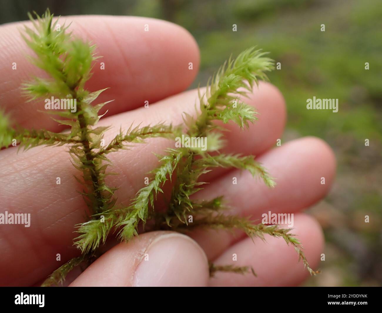rough goose neck moss (Hylocomiadelphus triquetrus Stock Photo - Alamy