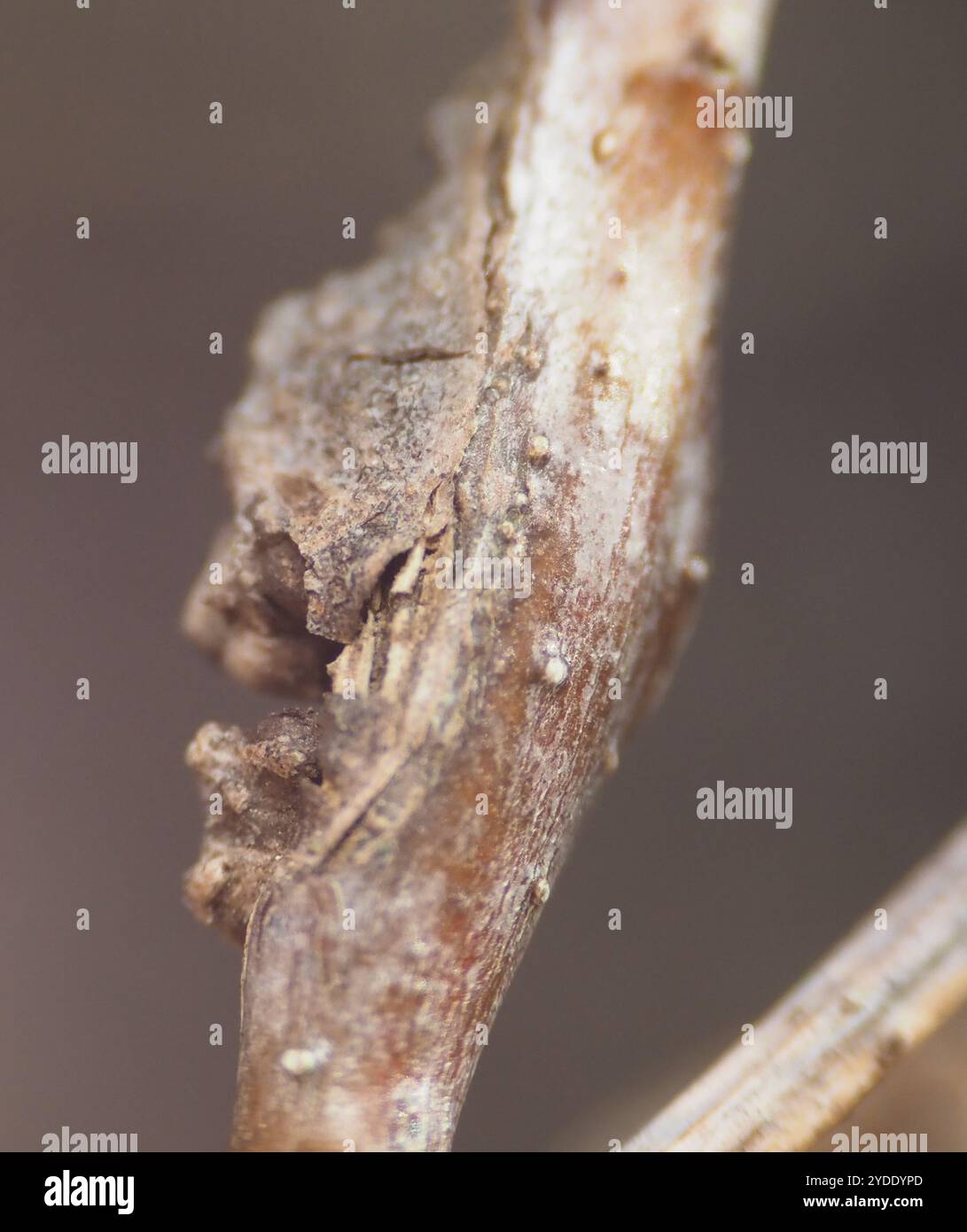 Oak potato gall (Neuroterus quercusbatatus Stock Photo - Alamy