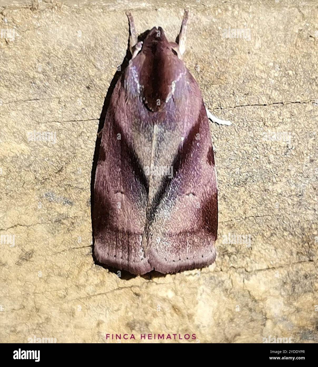 Flat-bodied moths (Depressariidae Stock Photo - Alamy