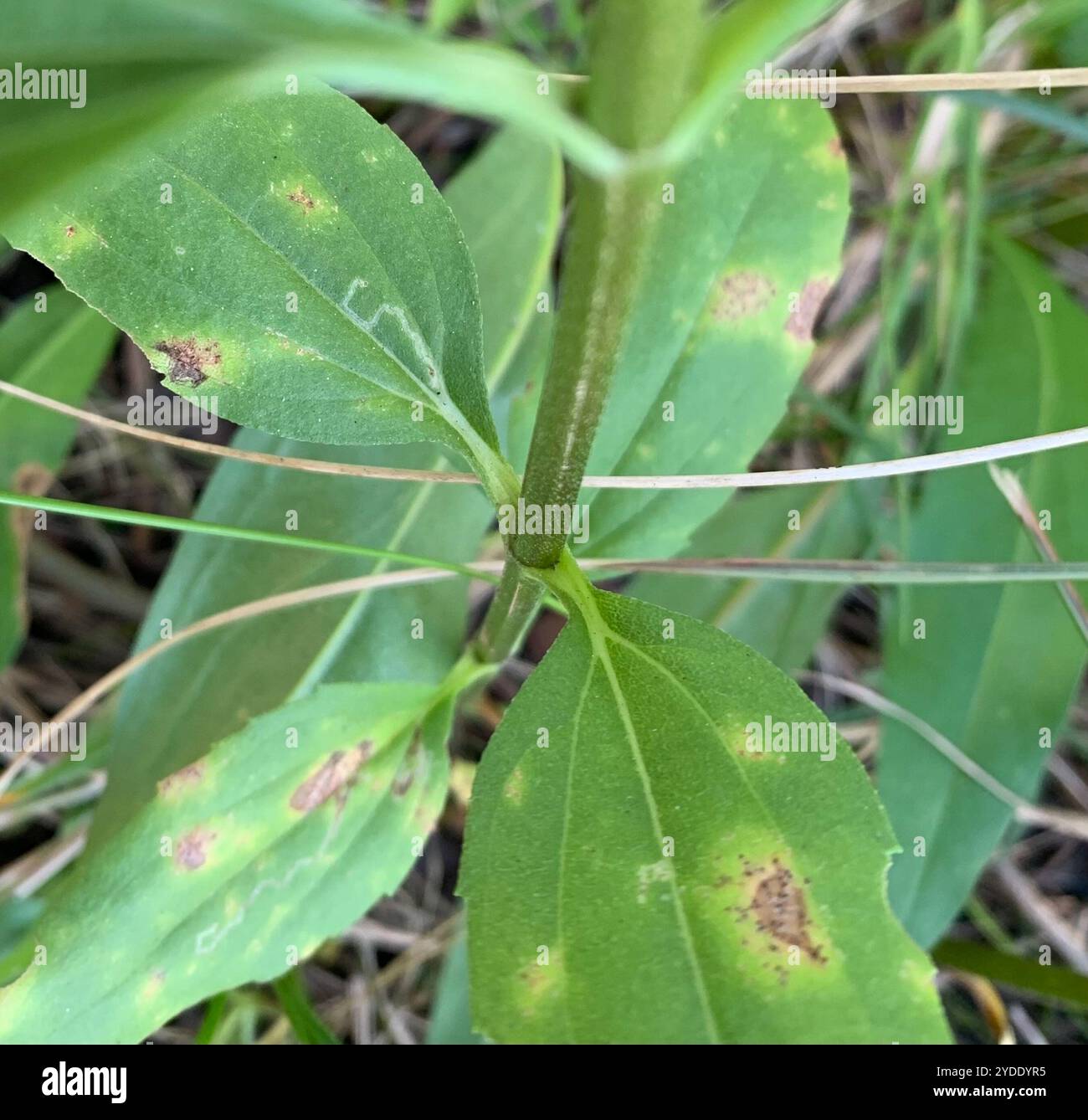 Siam weed (Chromolaena odorata Stock Photo - Alamy