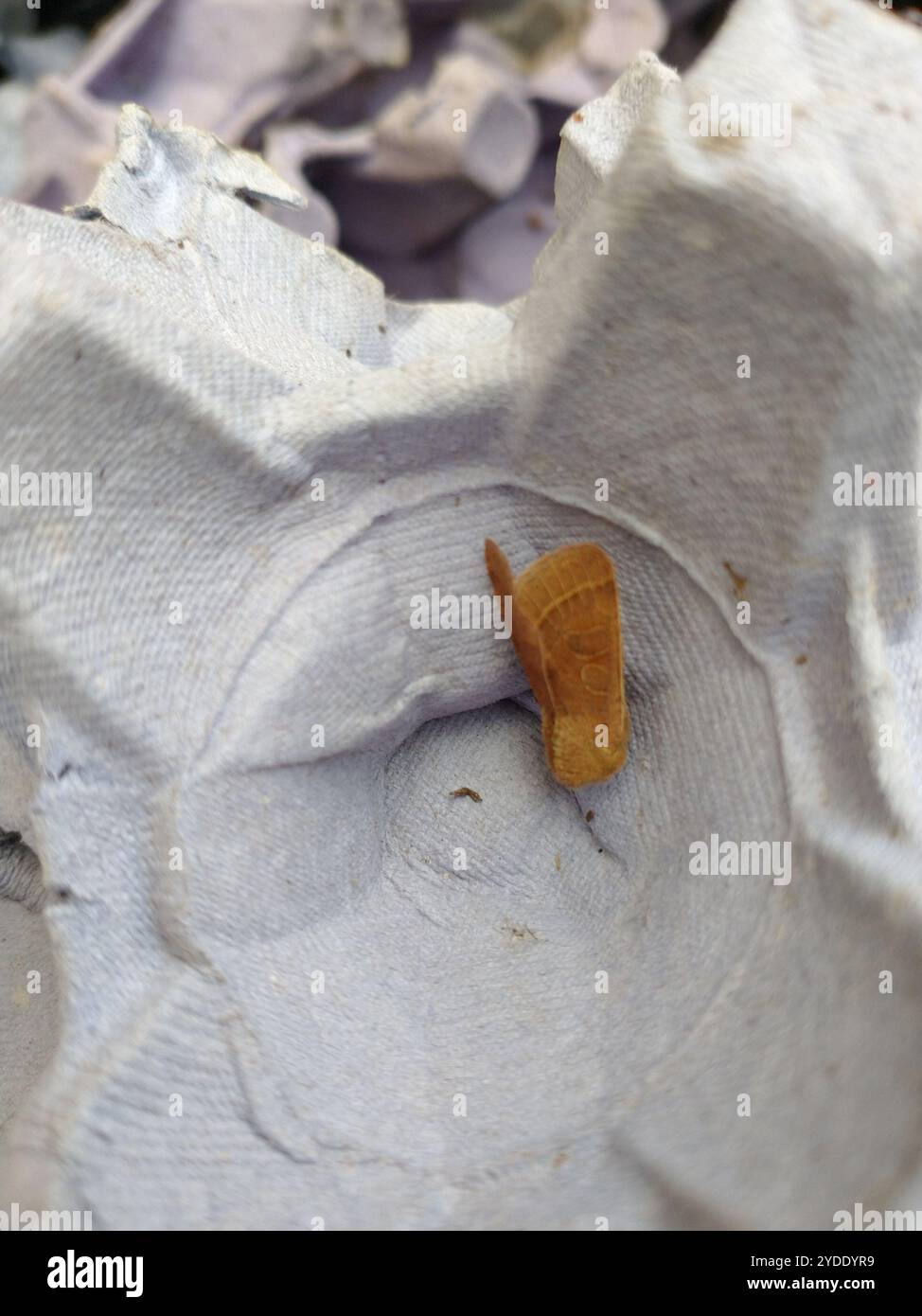 Common Quaker (Orthosia cerasi Stock Photo - Alamy