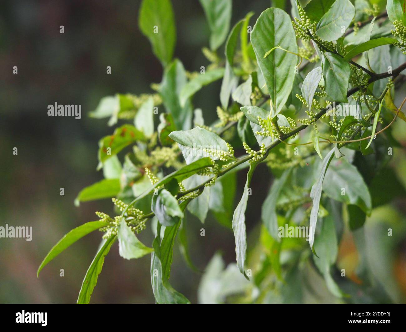 (Maesa perlaria formosana Stock Photo - Alamy
