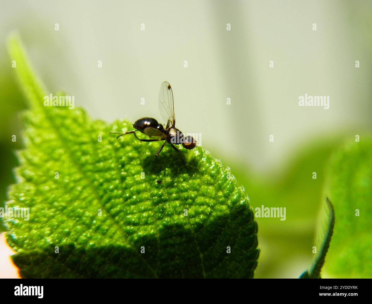 Black Scavenger Flies (Sepsidae Stock Photo - Alamy