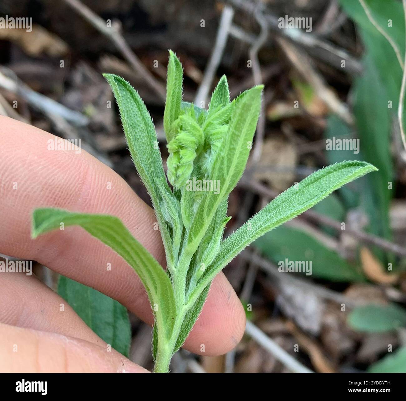 Marbleseed hi-res stock photography and images - Alamy