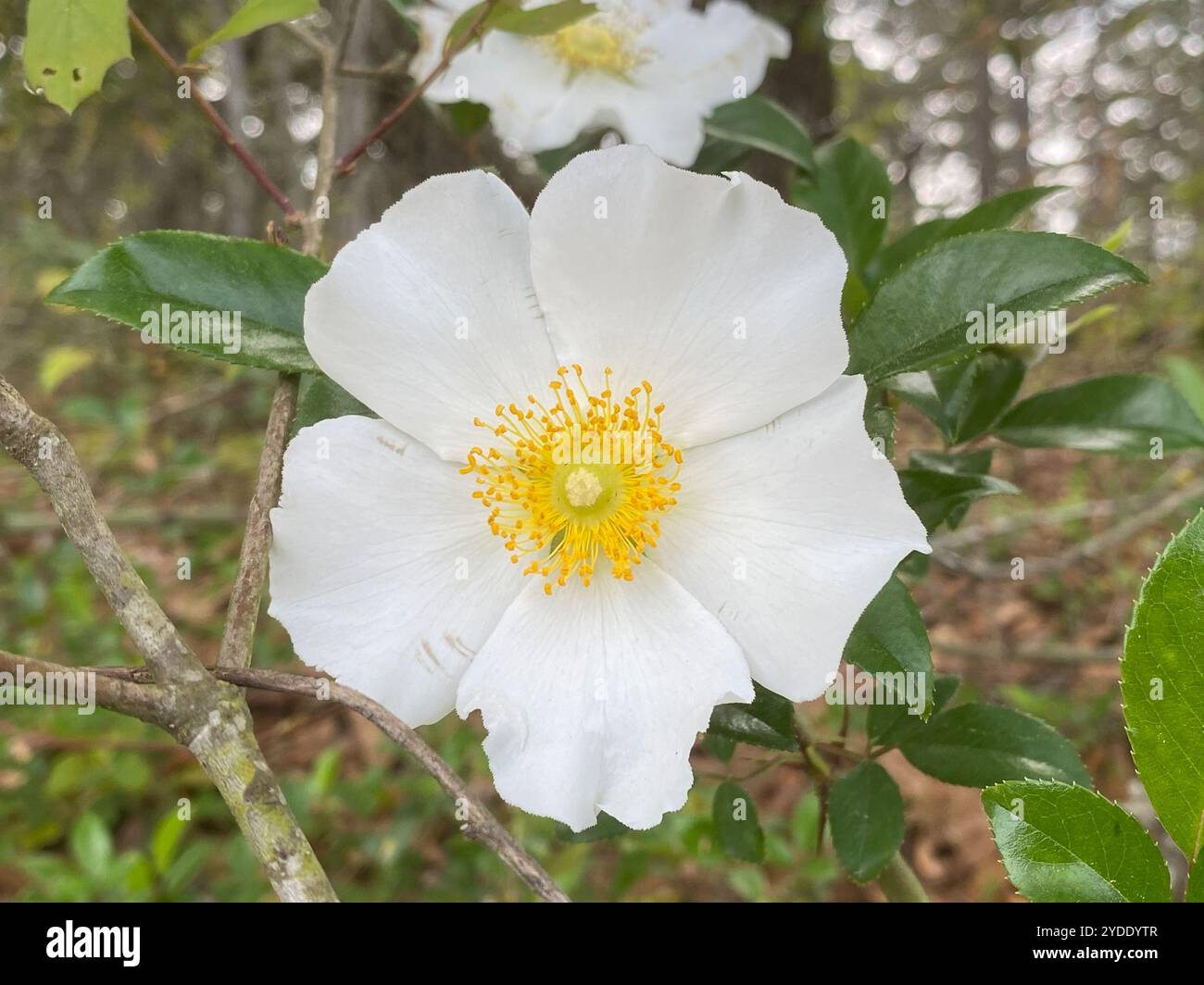 Cherokee rose (Rosa laevigata Stock Photo - Alamy