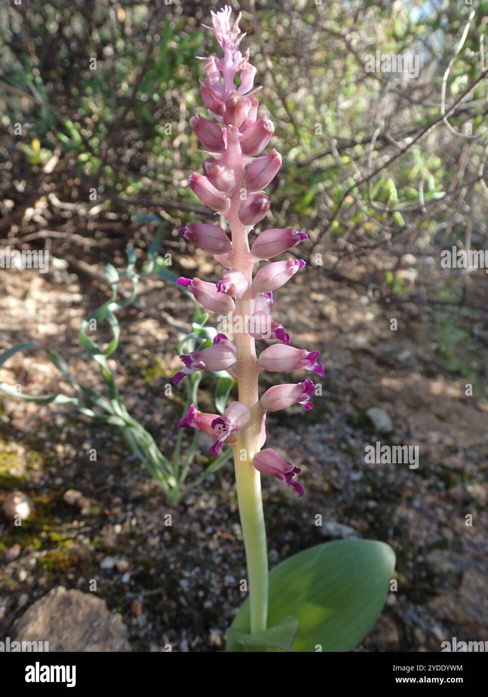 Flesh Viooltjie (Lachenalia carnosa Stock Photo - Alamy