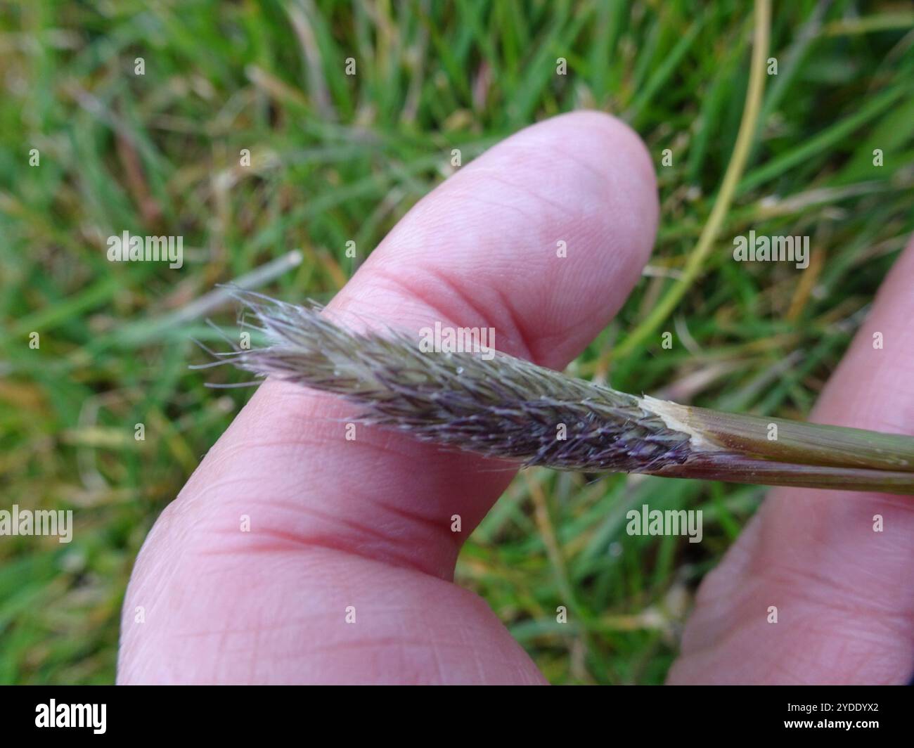 Meadow Foxtail (Alopecurus pratensis Stock Photo - Alamy