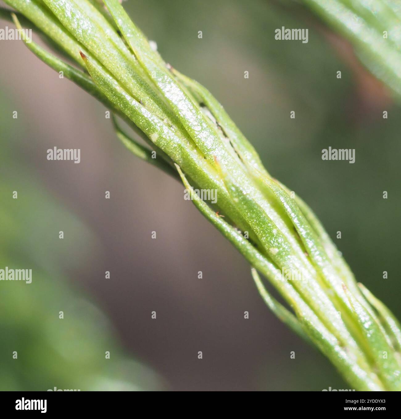 flat-branched tree-clubmoss (Dendrolycopodium obscurum Stock Photo - Alamy