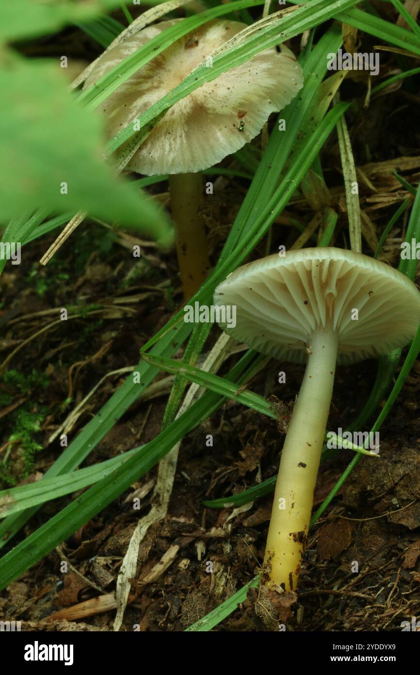 Parrot Mushroom (Gliophorus psittacinus Stock Photo - Alamy