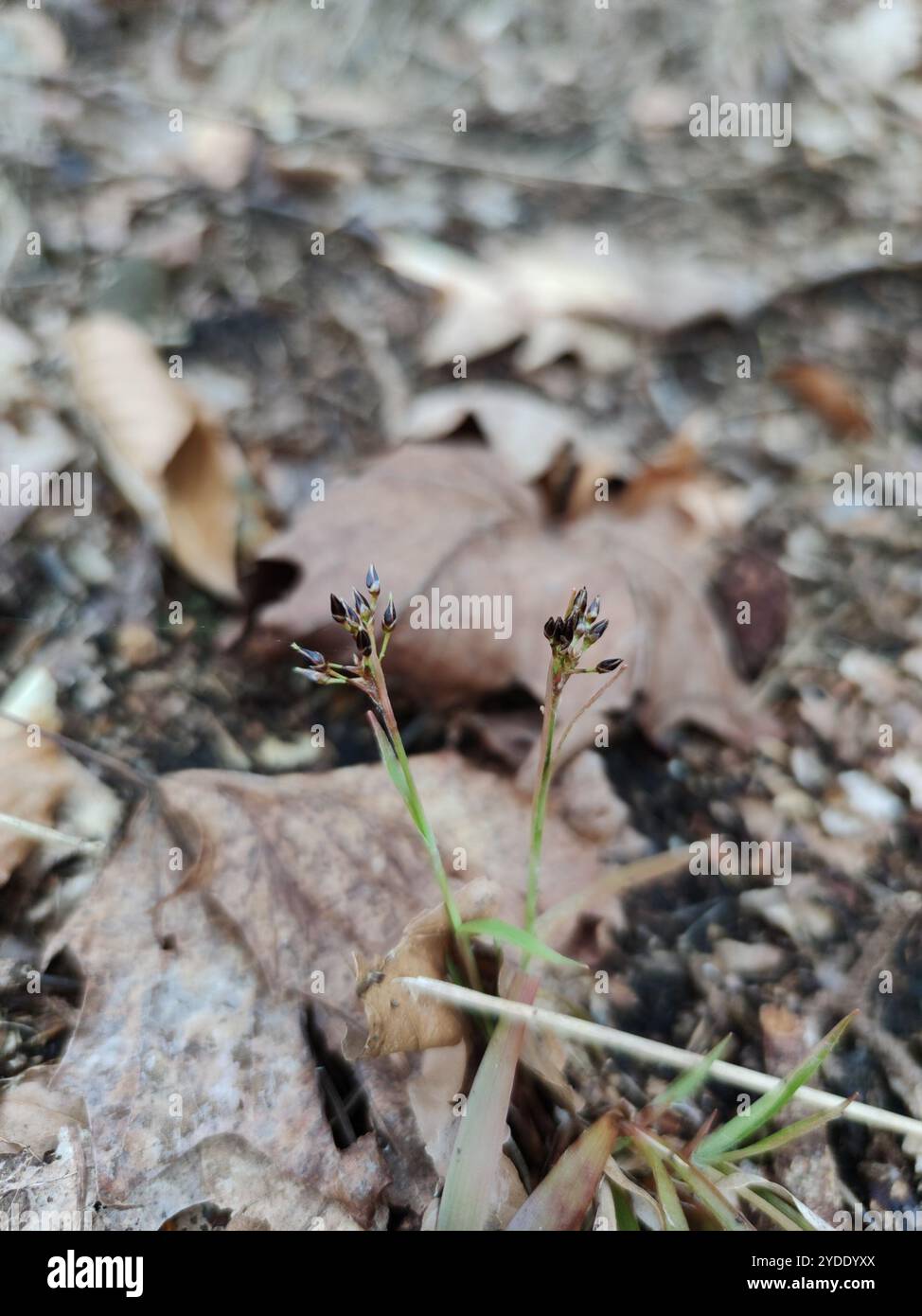 Hairy Woodrush (Luzula pilosa Stock Photo - Alamy