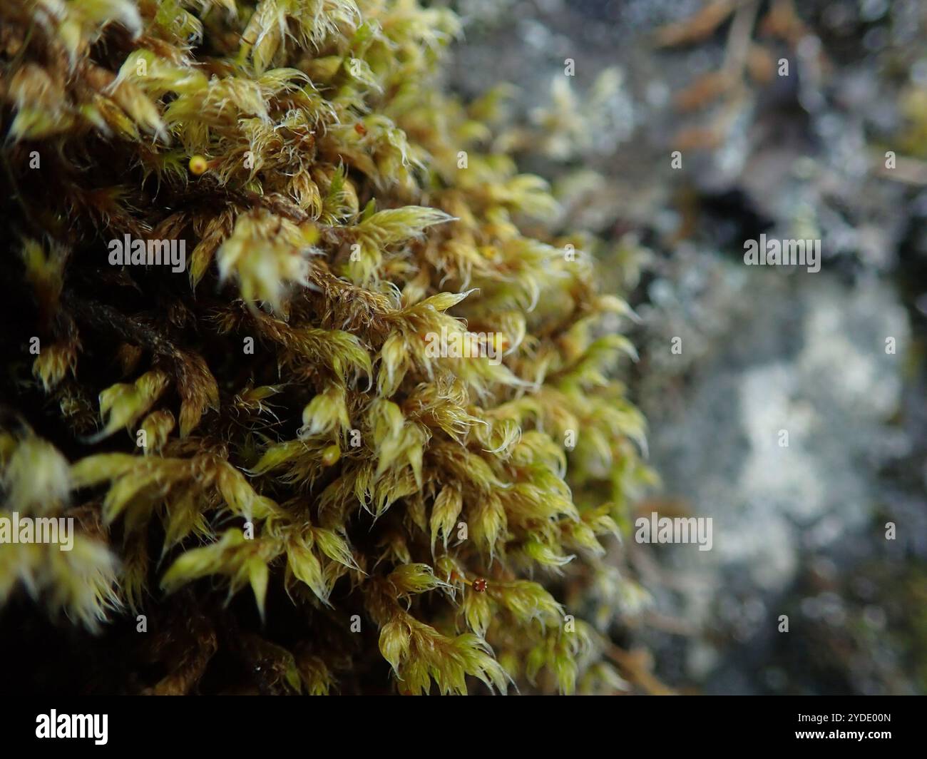 Woolly Fringe-moss (Racomitrium lanuginosum Stock Photo - Alamy