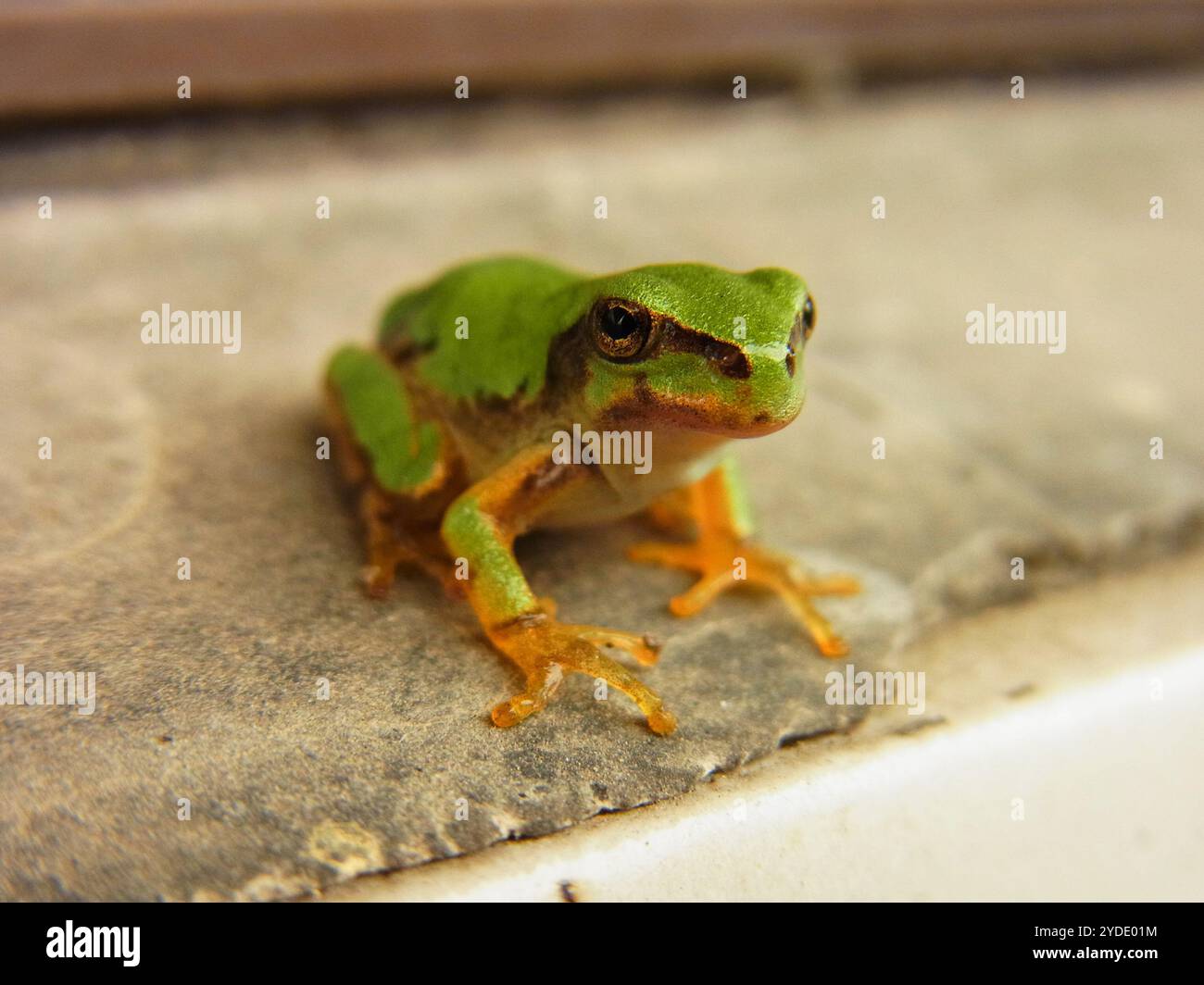 Japanese Tree Frog (Hyla japonica Stock Photo - Alamy