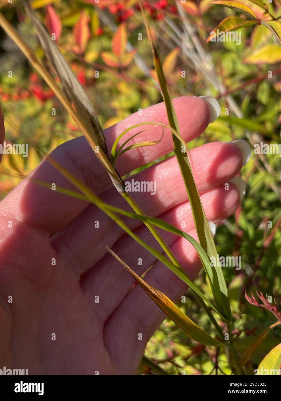 Smilo Grass (Oloptum miliaceum Stock Photo - Alamy