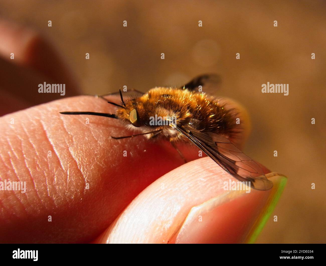 Greater Bee Fly (Bombylius major Stock Photo - Alamy