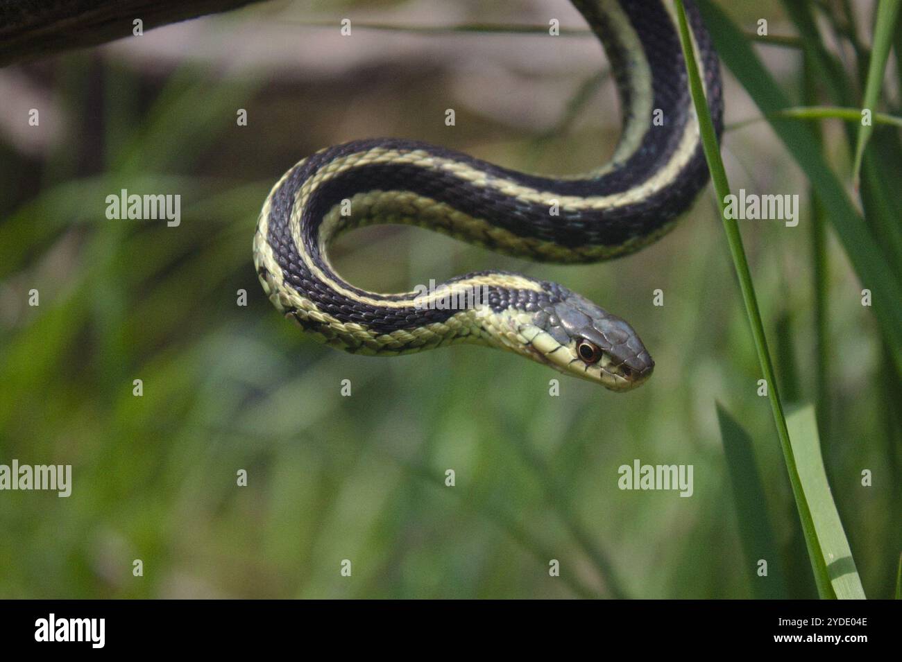 Common Garter Snake (Thamnophis sirtalis Stock Photo - Alamy
