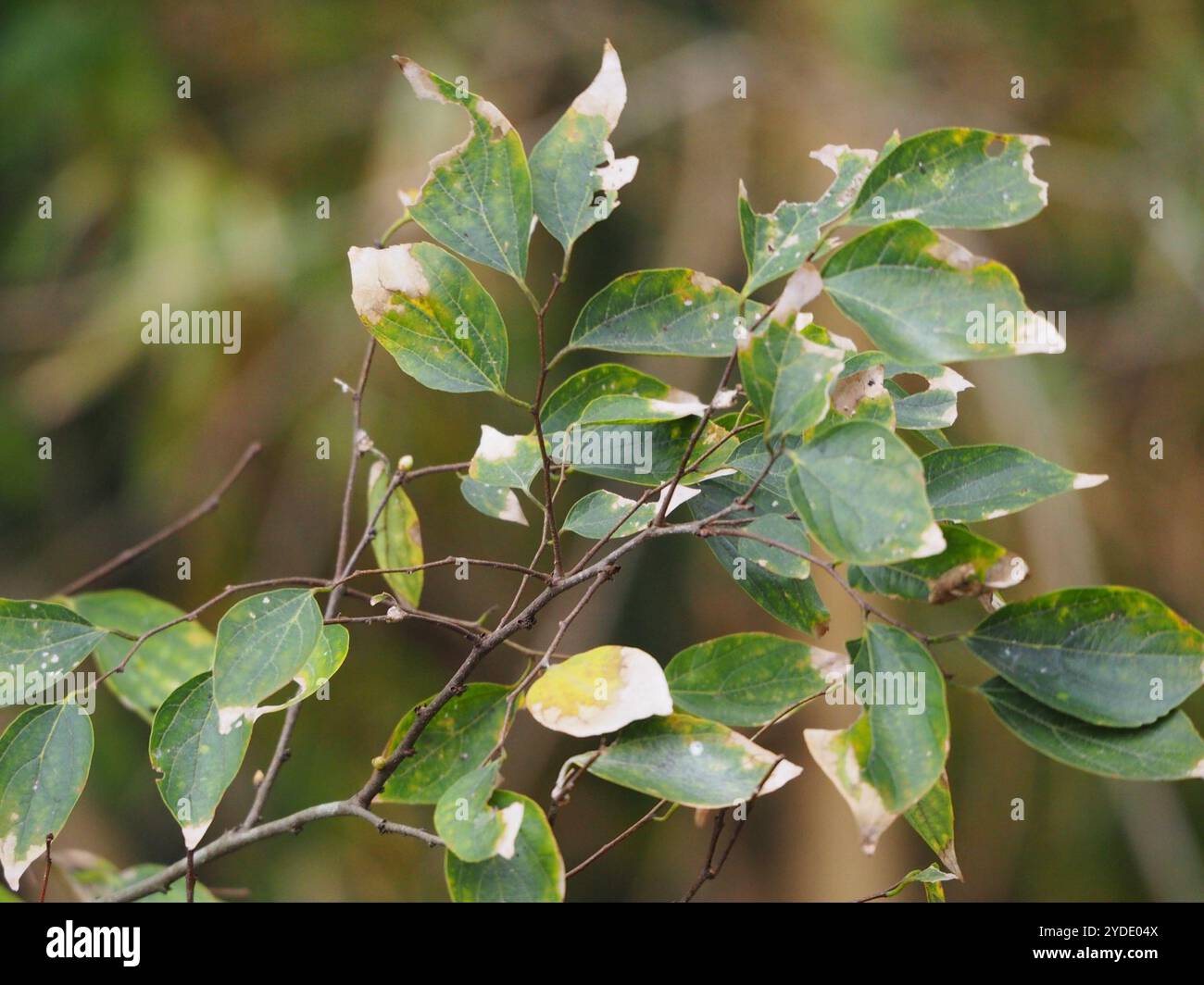 Chinese Hackberry (Celtis sinensis Stock Photo - Alamy