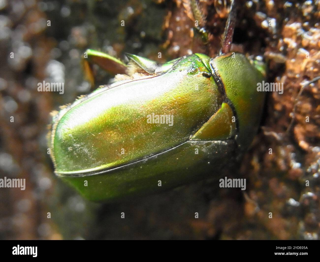 Japanese Drone Beetle (Pseudotorynorrhina japonica Stock Photo - Alamy