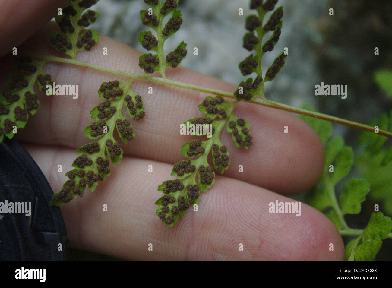 bulblet fern (Cystopteris bulbifera Stock Photo - Alamy