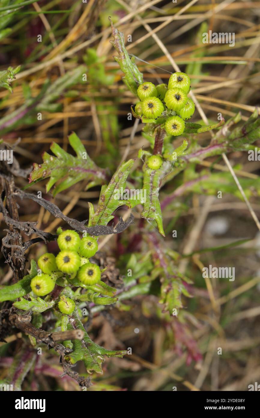 Oxford Ragwort (Senecio squalidus Stock Photo - Alamy