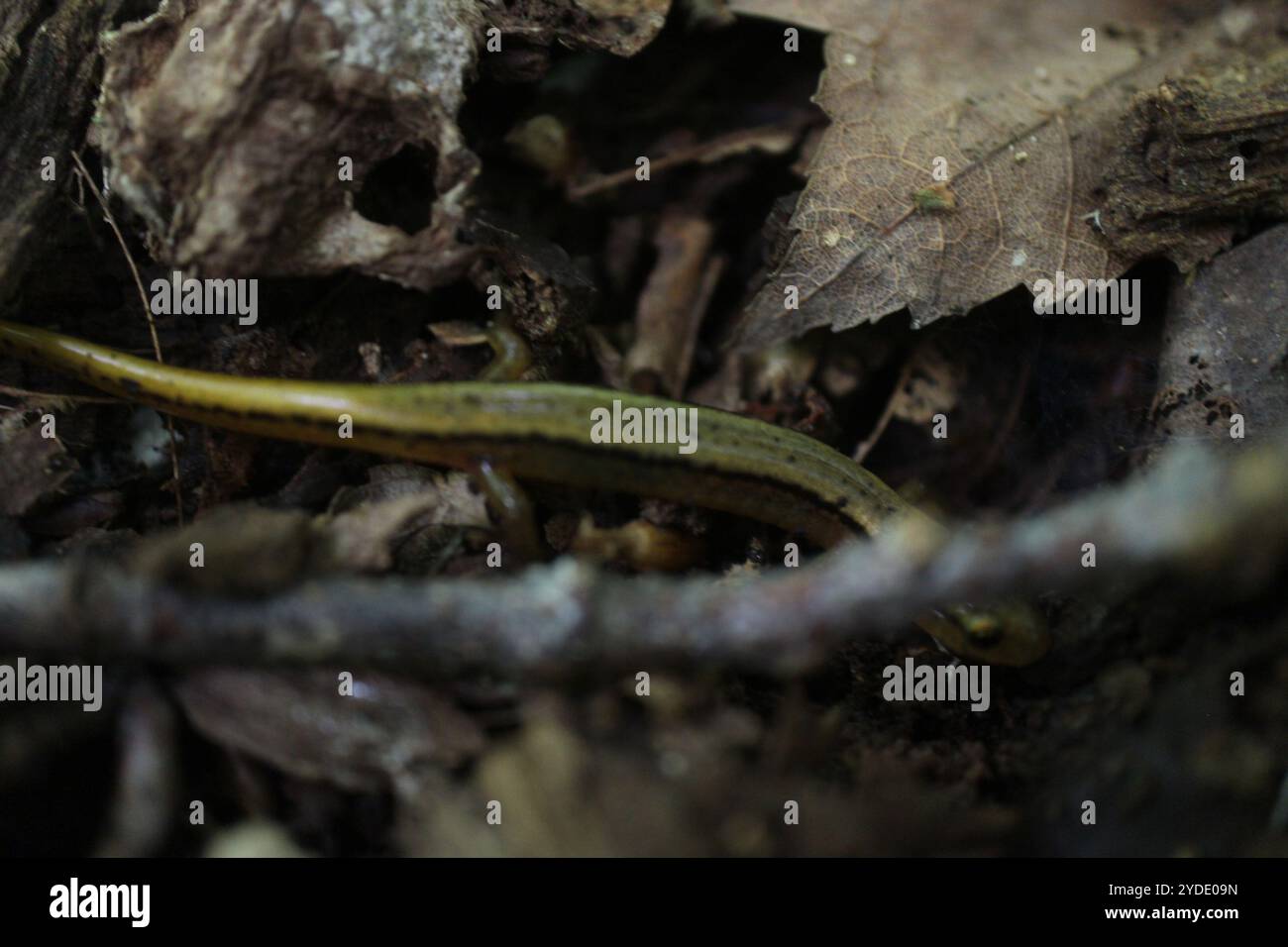 Northern Two-lined Salamander (Eurycea bislineata Stock Photo - Alamy