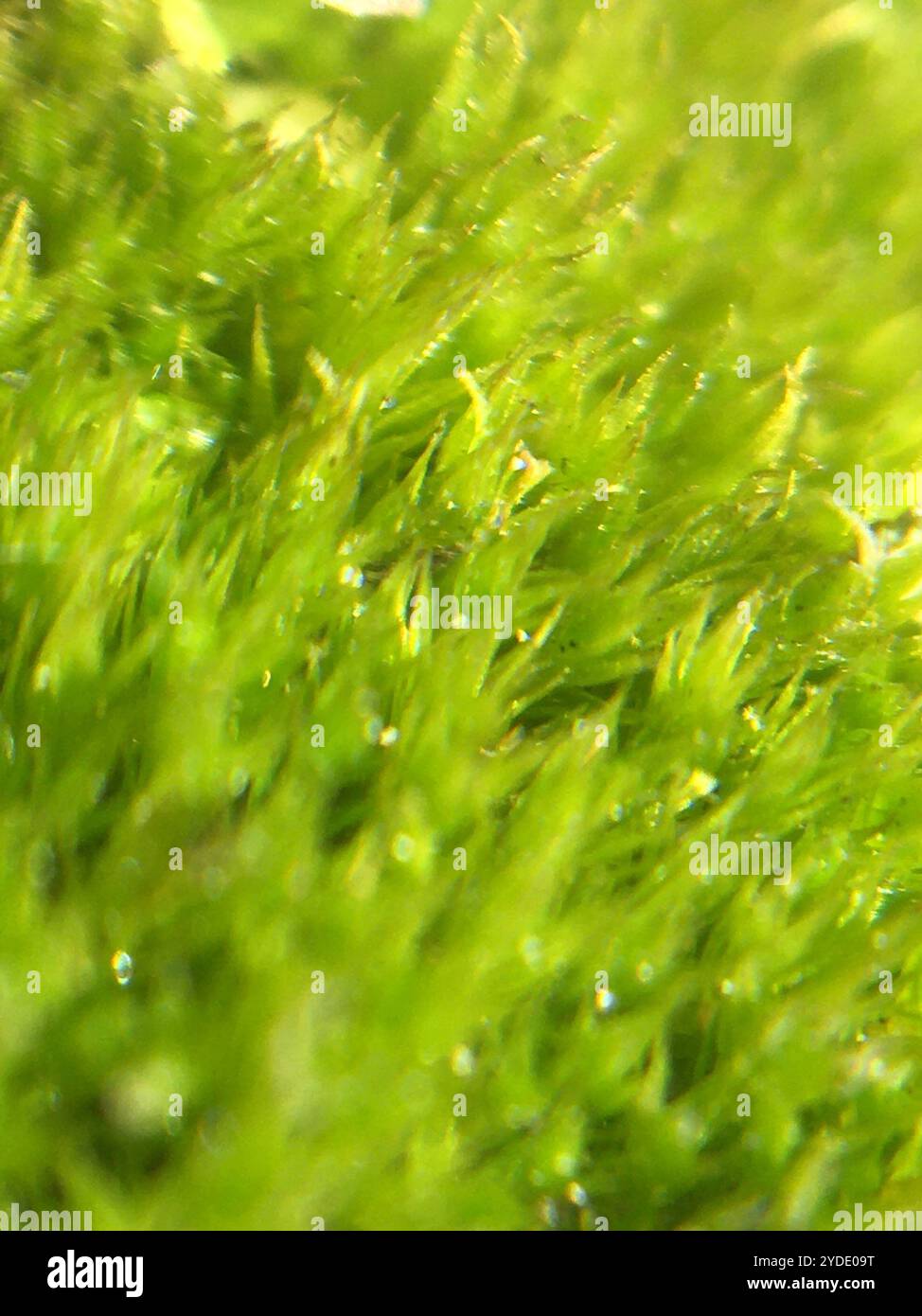 common bladder moss (Physcomitrium pyriforme Stock Photo - Alamy