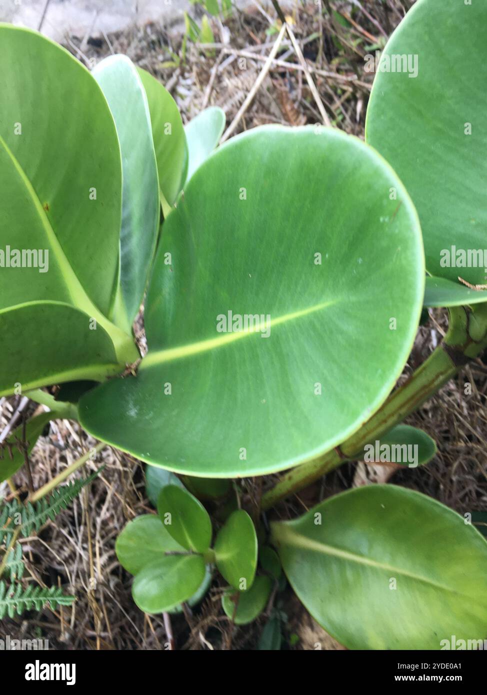 attorney trees (Clusia Stock Photo - Alamy