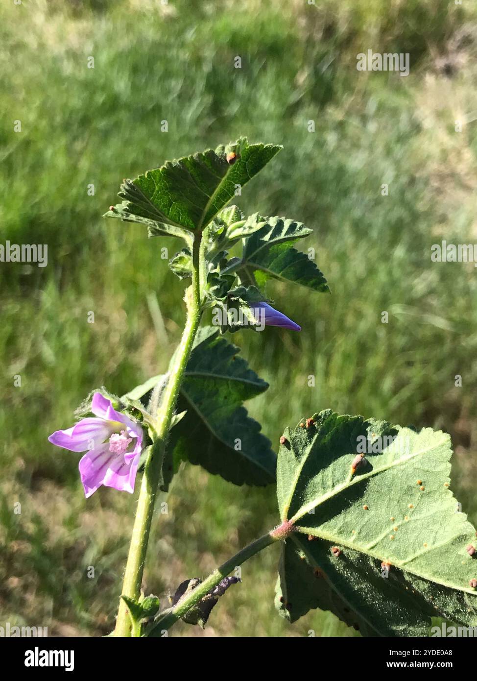 Cretan mallow (Malva multiflora Stock Photo - Alamy
