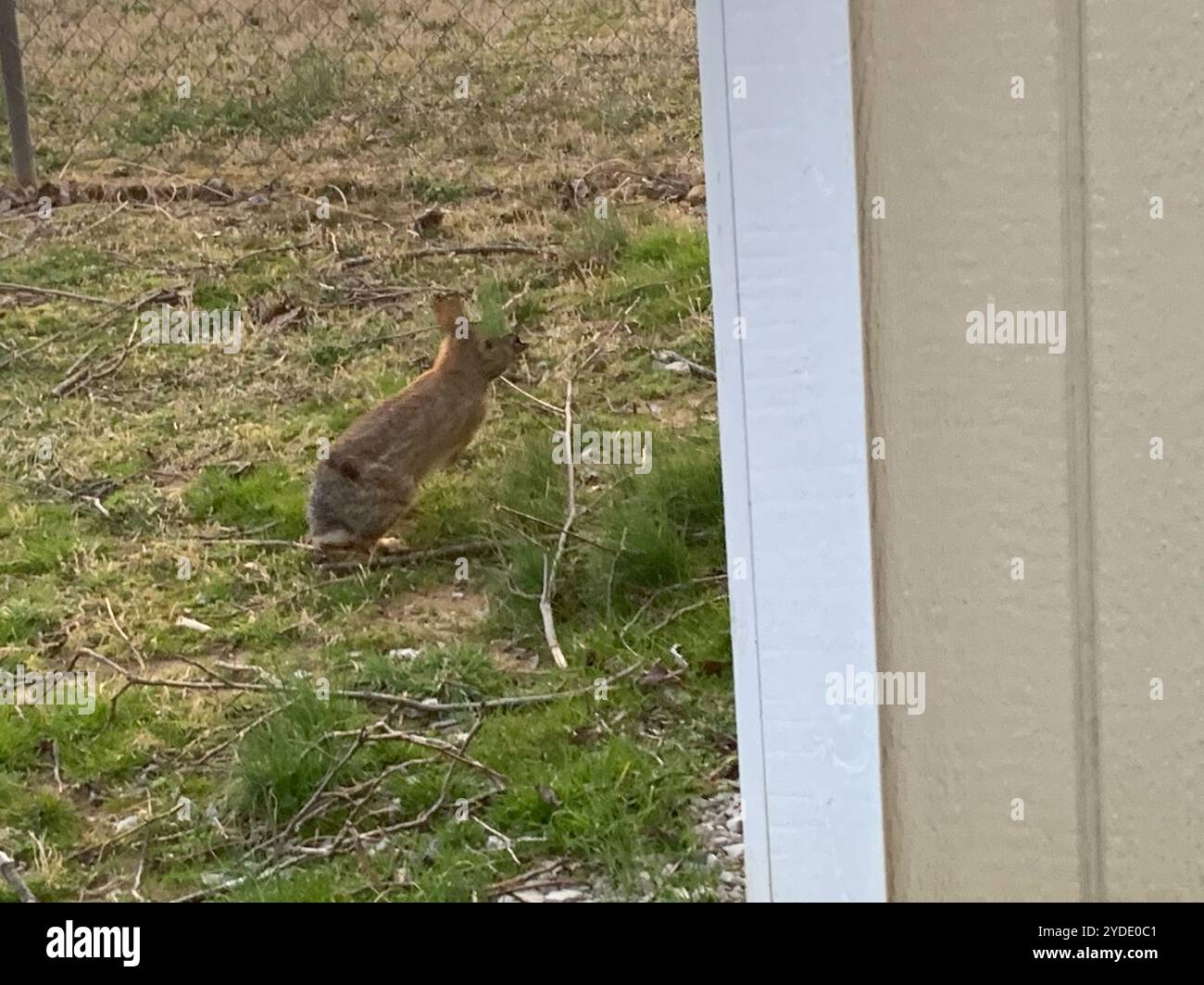 Eastern Cottontail (Sylvilagus floridanus Stock Photo - Alamy